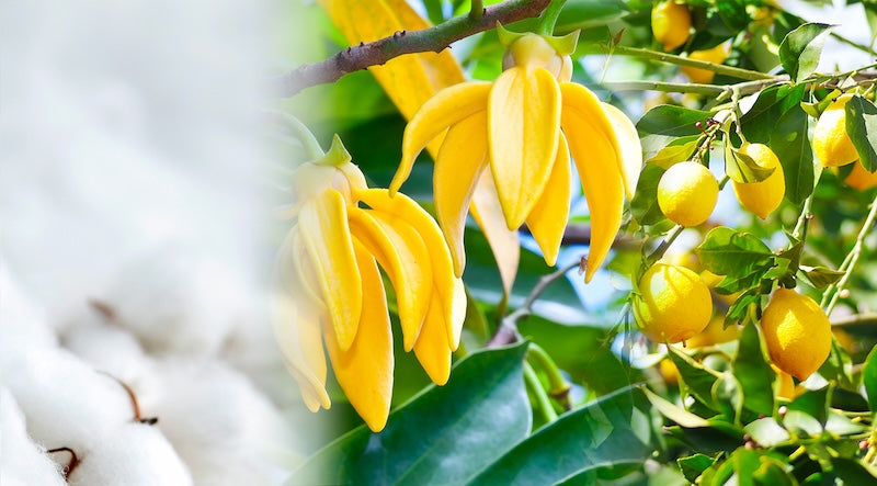 Floraïku Paris | Perfume as a poem | Official